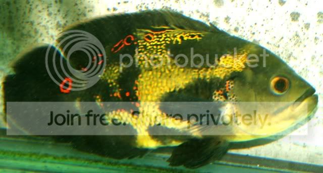 MORE NEW STOCK (SOME REAL NICE FISH) | MonsterFishKeepers.com