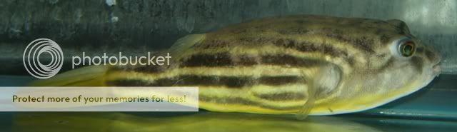 MORE NEW STOCK (SOME REAL NICE FISH) | MonsterFishKeepers.com