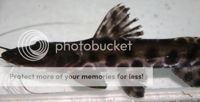 MORE NEW STOCK (SOME REAL NICE FISH) | MonsterFishKeepers.com