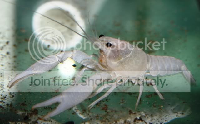 New and Exciting Stock 05/17/10 | AquariaCentral.com