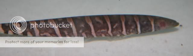 Some New Stock and Some Old Stock | MonsterFishKeepers.com