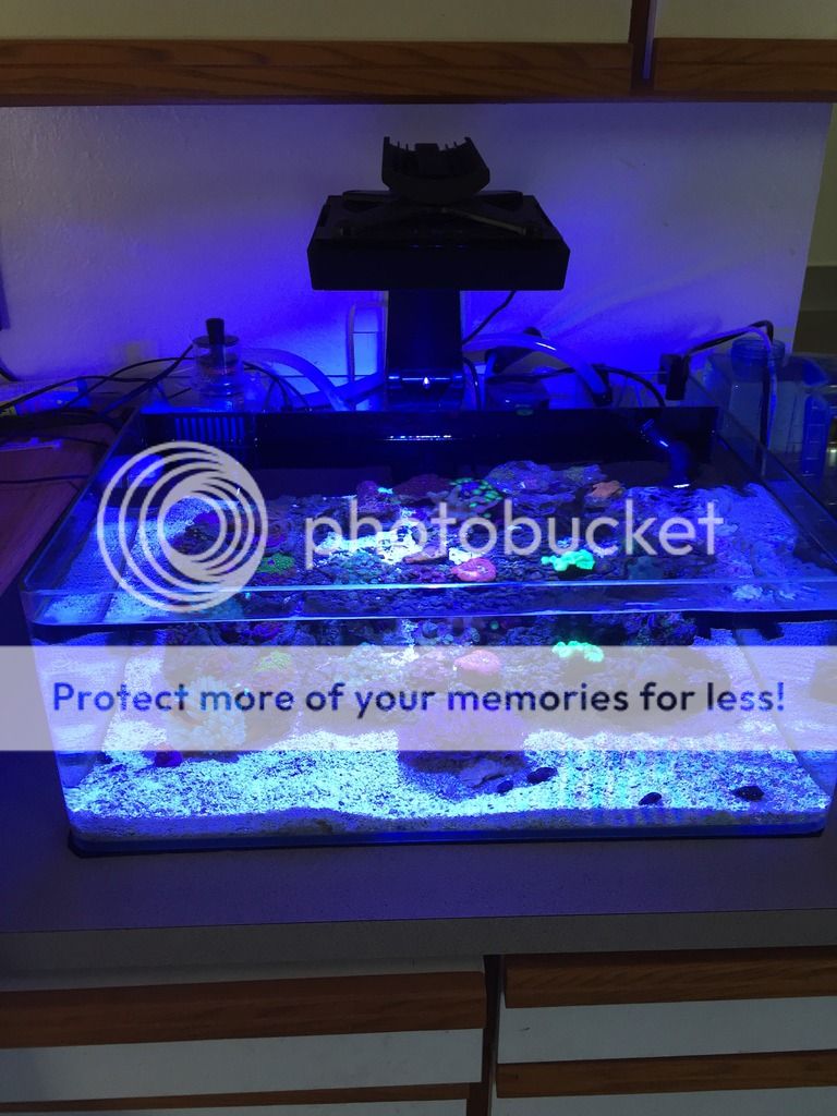 help jbj 20g frag tank skimmer recommendations? | Reef2Reef