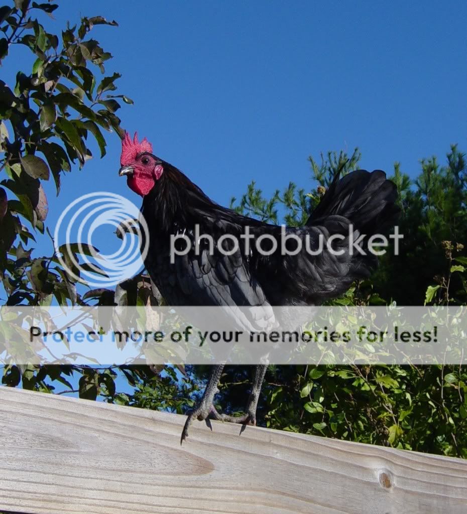 For Sale-DE-Delaware Blue Hen Eggs! *SOLD, Will have more avail./May ...