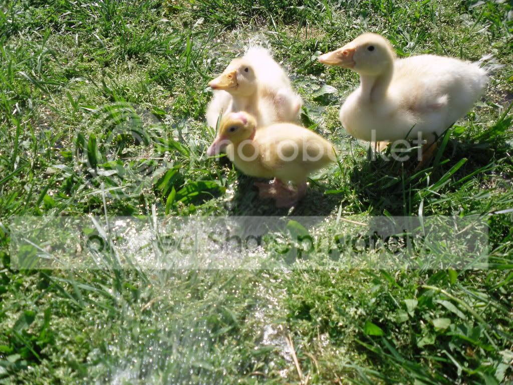 How does this happen? Bald head, neck and chest..**pics** | BackYard ...