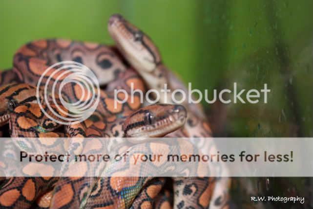 Peruvian Rainbow Boas | Reptile Forums