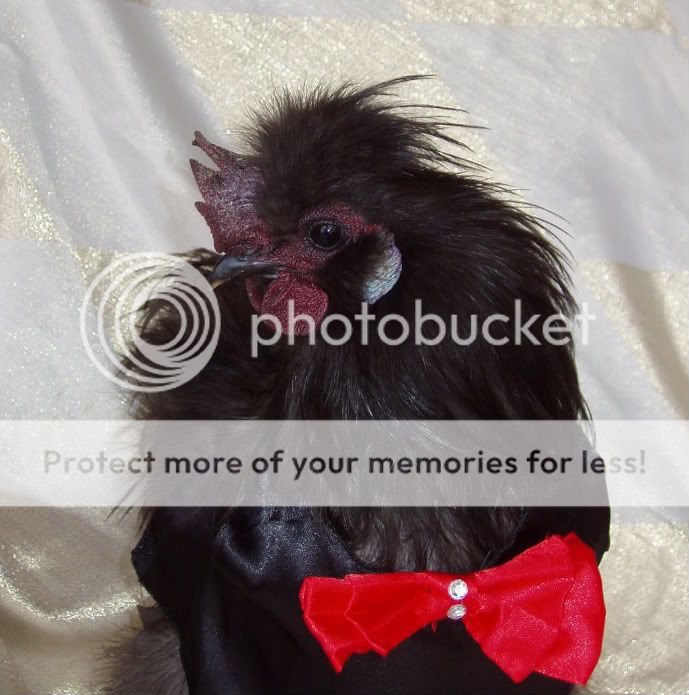 Photo of Silkie in a tux | BackYard Chickens - Learn How to Raise Chickens