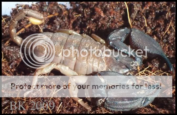 Scorpions | Aussie Pythons & Snakes Forum