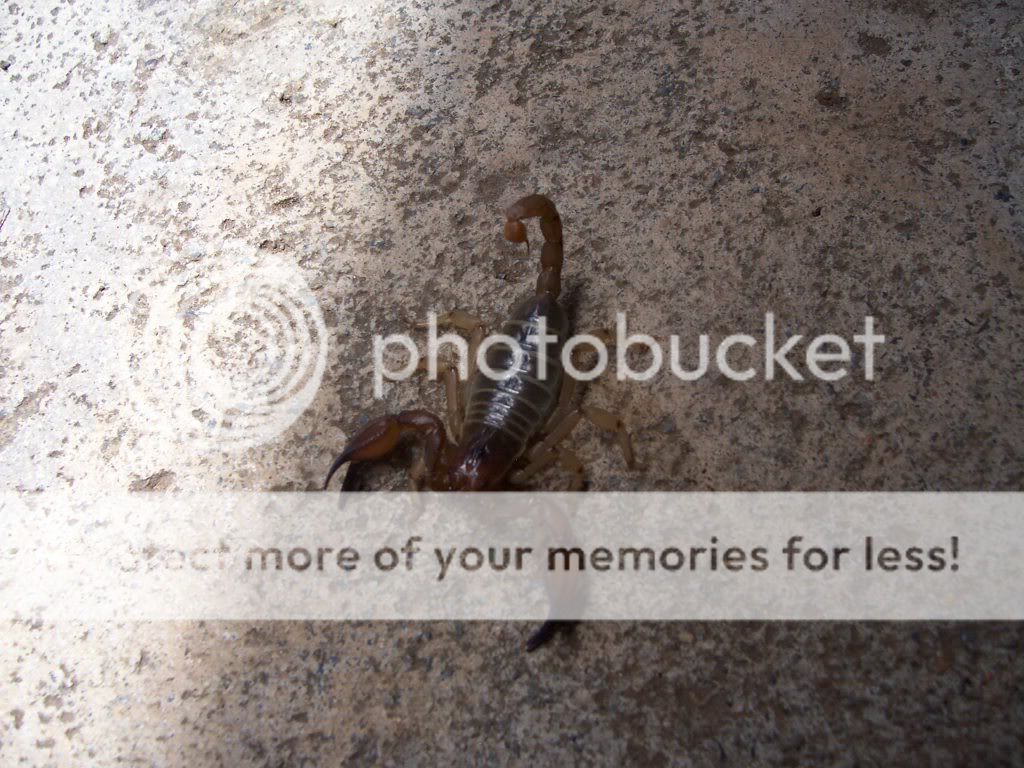 Scorpions | Aussie Pythons & Snakes Forum