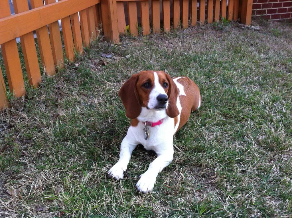 This color beagle | GON Forum