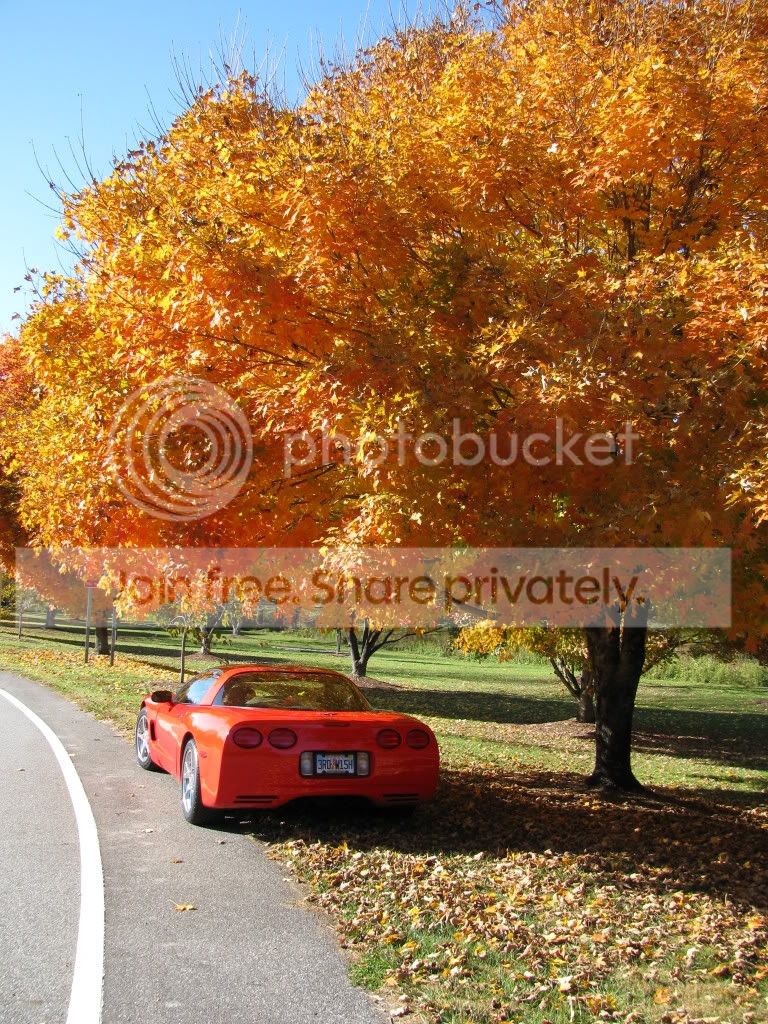 Vettes and Fall (leaves and vettes) pics - Page 2 - CorvetteForum ...