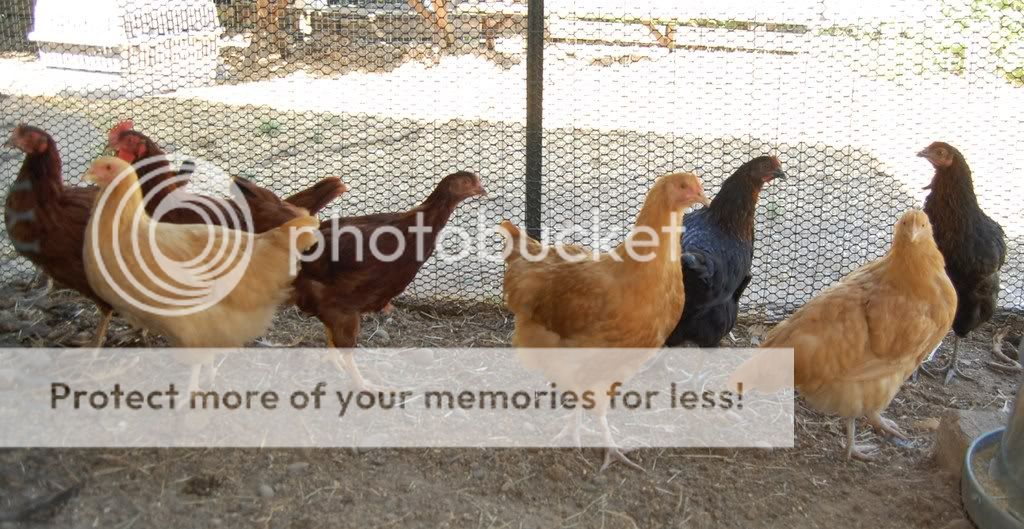 RIR experts.....pullet or roo? *Pics* | BackYard Chickens - Learn How ...