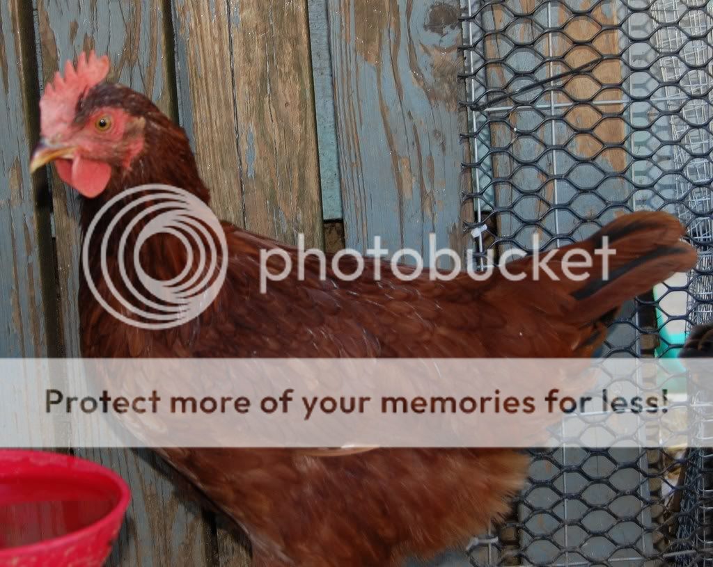 RIR experts.....pullet or roo? *Pics* | BackYard Chickens - Learn How ...