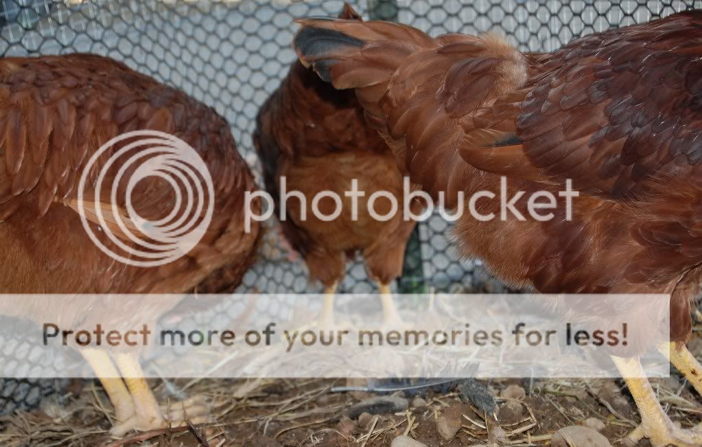 RIR experts.....pullet or roo? *Pics* | BackYard Chickens - Learn How ...